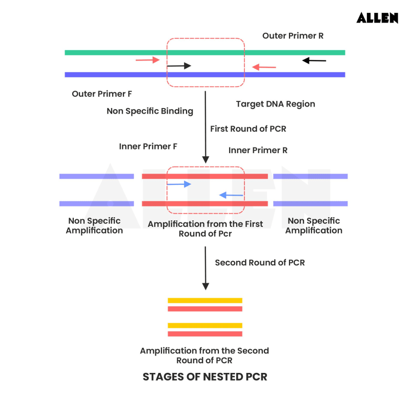 Polymerase Chain Reaction (PCR): Principle, Types, Applications & FAQs