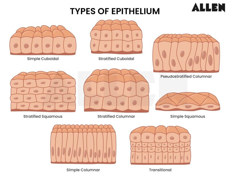 Epithelial Tissue: Types, Structure, Functions & Diagram